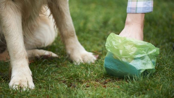 How to Pick Up Soft Dog Poop From Grass? Being a Pooper Scooper ...