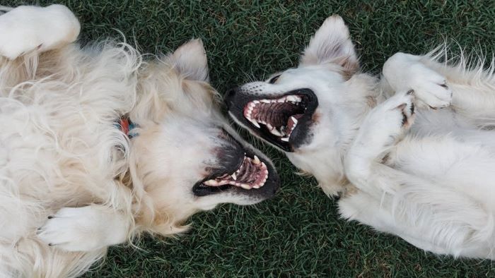 How to Remove Plaque From Dog Teeth? Veterinarian-Approved Tips ...
