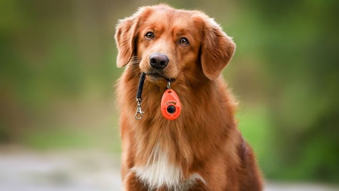 How to Use a Clicker for Dog Training? Clicker Connection - WeWantDogs
