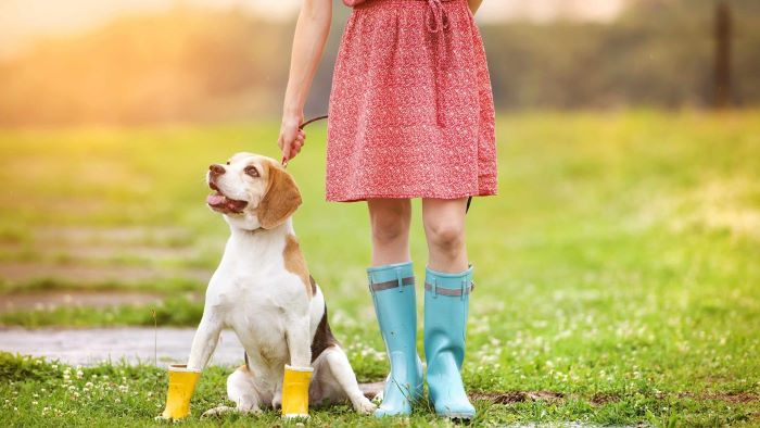How to Walk Dogs in the Rain? Tips and Tricks - WeWantDogs