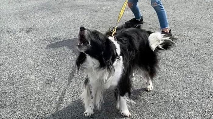 How to Walk a Reactive Dog? Trashing Triggers - WeWantDogs