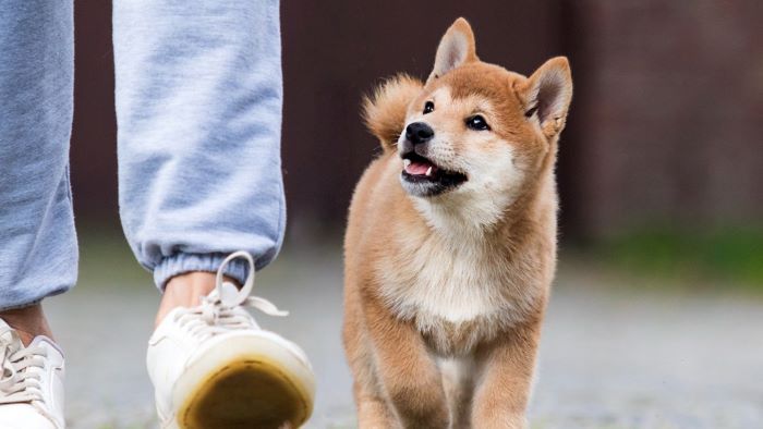 When to Let the Dog Off the Lead? Everything You Need to Know! - WeWantDogs