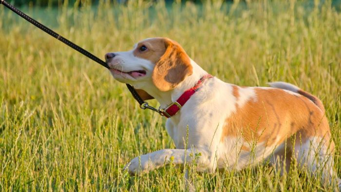 Why Does My Dog Bite His Lead When Walking? Unraveling the Biting ... Why Does My Dog Bite His Lead When Walking? Unraveling the Biting ...