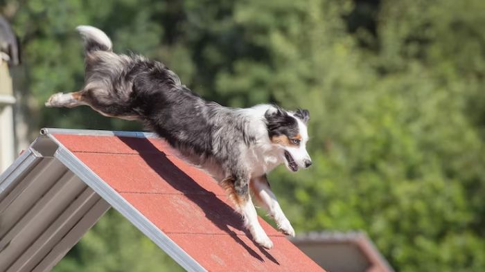 The 8 Best Dog Ramp for Dogs to Hop On - WeWantDogs