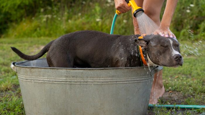 8 Best Portable Dog Washer UK - Clean Your Dog Anywhere! - WeWantDogs