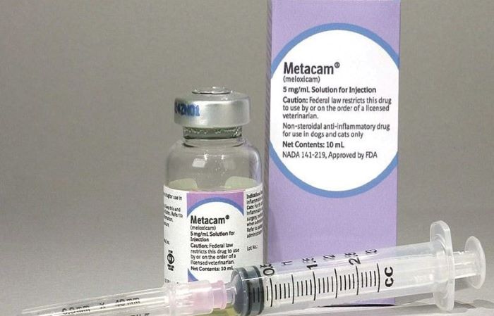 What Is Metacam for Dogs? Canine Pain Killer - WeWantDogs