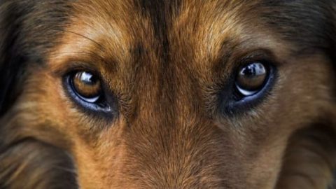 Conjunctivitis in Dogs? A Closer Look! - WeWantDogs