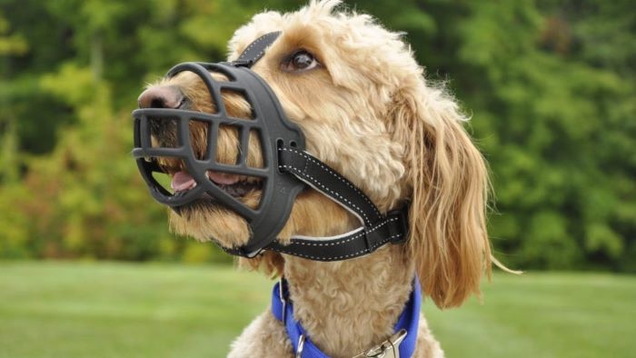 How to Measure a Dog for a Muzzle? Safe and Secure - WeWantDogs