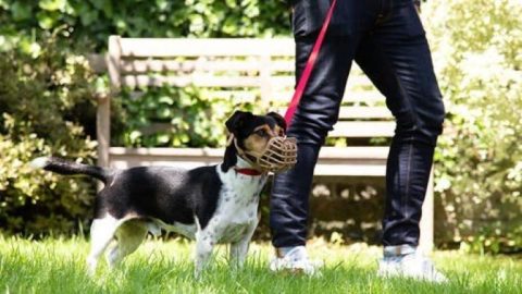 How to Muzzle Train a Dog? Step-By-Step Guide - WeWantDogs