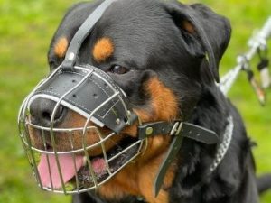 How to Muzzle Train a Dog? Step-By-Step Guide - WeWantDogs