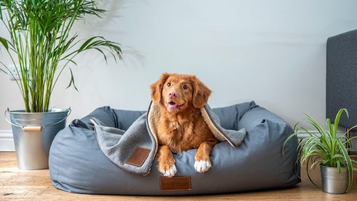 How to Wash a Dog Bed? Step-by-Step Guide - WeWantDogs