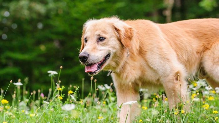 Lungworm in Dogs? Protecting Your Pet - WeWantDogs