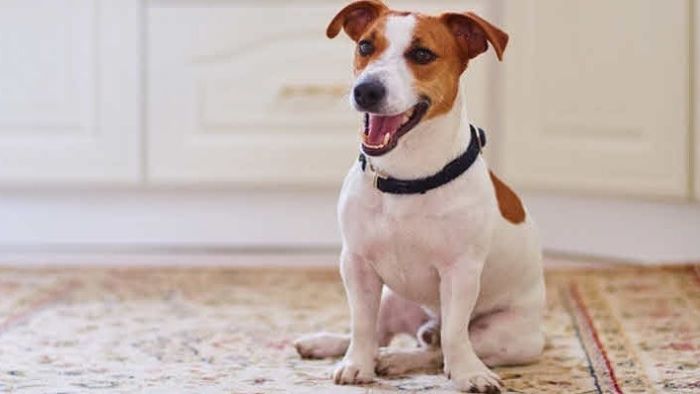 What Is Apoquel for Dogs? Explained! - WeWantDogs