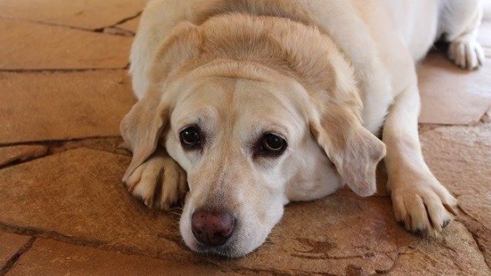 What Is Colitis in Dogs? A Comprehensive Guide! - WeWantDogs