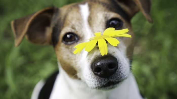 What Is Reverse Sneezing in Dogs? Harmless Habit - WeWantDogs
