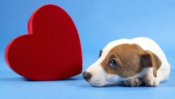 What Is a Heart Murmur in Dogs? Explained! - WeWantDogs