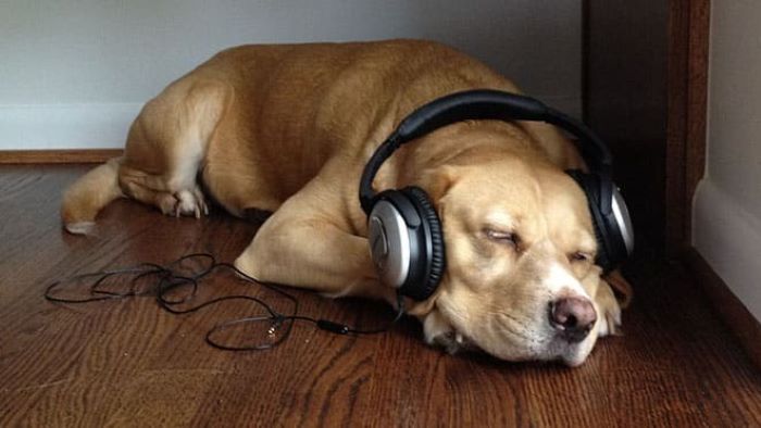 What Music Do Dogs Like? Woofing Hits - WeWantDogs
