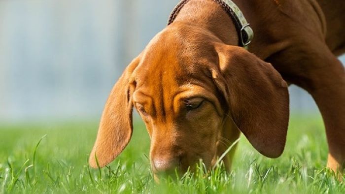 Why Do Dogs Eat Their Vomit? Vomit Venture - WeWantDogs