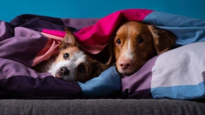 Why Does My Dog Dig In My Bed? Digging Deeper - WeWantDogs