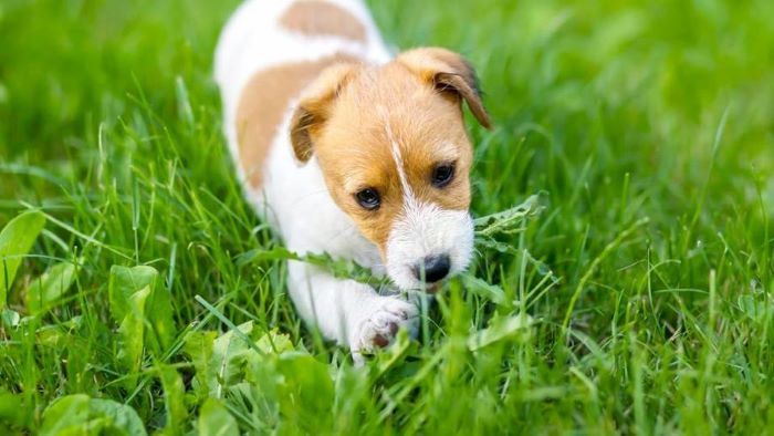 Why Is My Dog’s Poop Green? Poop Paradox! - WeWantDogs