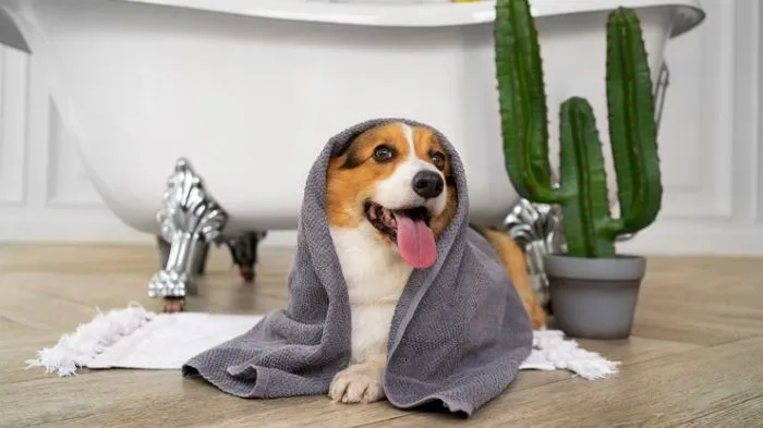 The 8 Best Dog Drying Bag UK for Quick Dog Drying - WeWantDogs