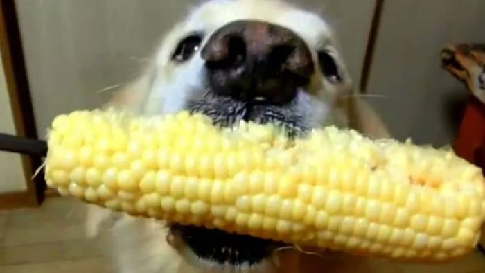 Can Dogs Eat Sweetcorn? To Eat or Not to Eat - WeWantDogs