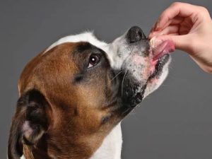 Omeprazole for Dogs: A Comprehensive Guide - WeWantDogs