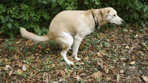 Why Is My Dog Poop Yellow? Understanding the Causes and Concerns ...