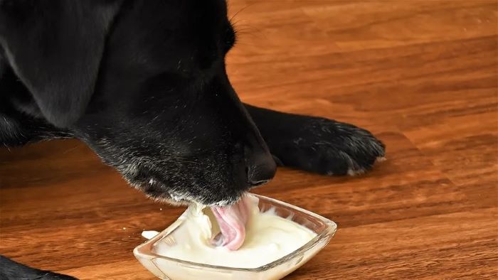 Can Dogs Have Kefir? How Good Is It? - WeWantDogs