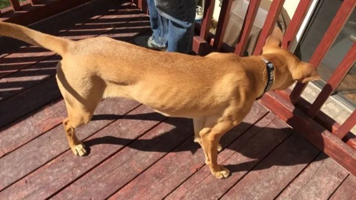 How To Fatten Up a Dog? The Ultimate Guide - WeWantDogs