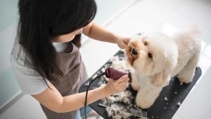 How to Sharpen Dog Clipper Blades? - WeWantDogs