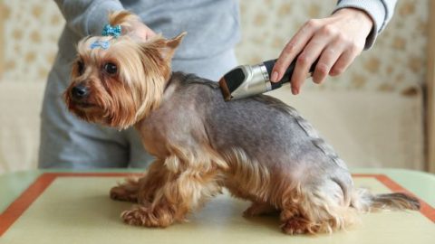 How to Sharpen Dog Clipper Blades? - WeWantDogs