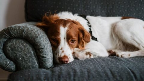 Signs of Stomach Cancer in Dogs? Explained! - WeWantDogs