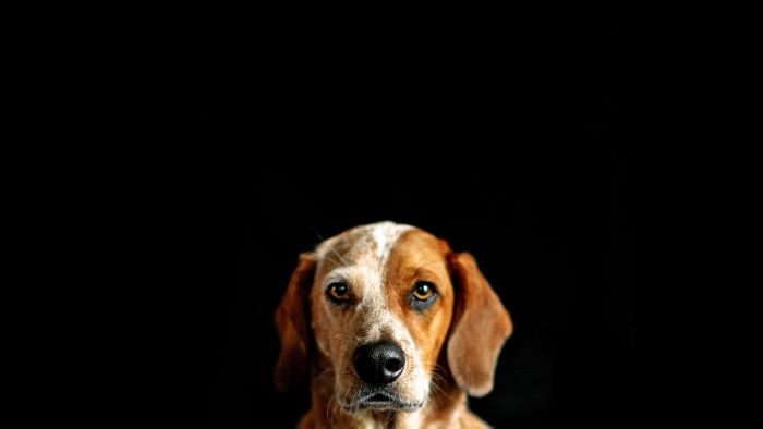 What Do Dogs Think About? Curious Canines! - WeWantDogs