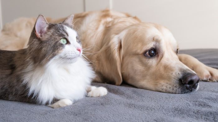 Why Do Dogs Chase Cats? Curious Case of Chasing! - WeWantDogs