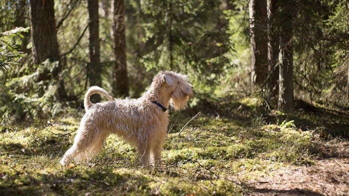 Why Do Dogs Kick After Pooping? Poop Practice! - WeWantDogs