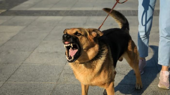 Where To Surrender an Aggressive Dog UK? Everything You Need to Know ...