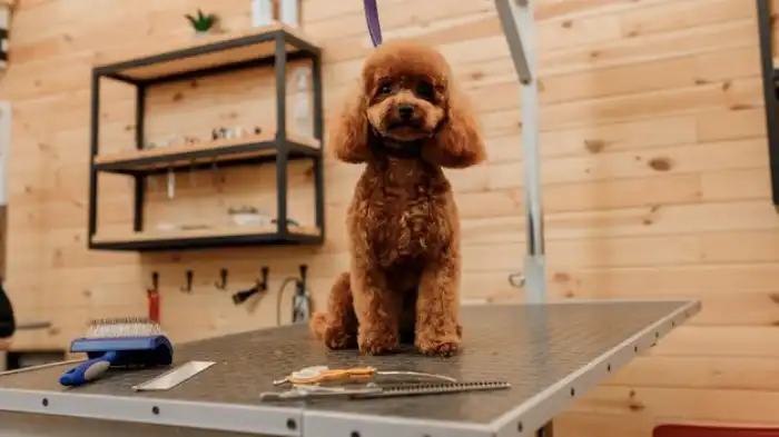 The 7 Best Dog Grooming Table UK for Ultimate Dog Grooming Experience ...