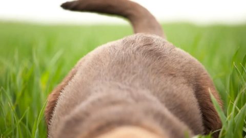 What Is a Dogs Tail Made Of? Explained! - WeWantDogs