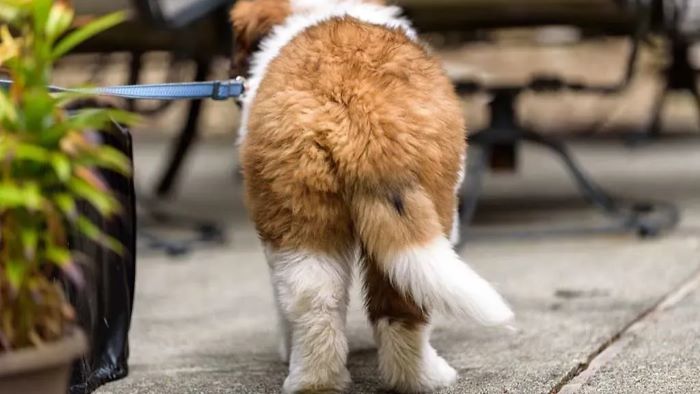 What Is a Dogs Tail Made Of? Explained! - WeWantDogs