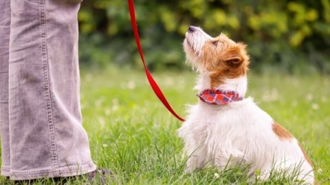 How to Lead Train a Dog? Step-By-Step Guide! - WeWantDogs