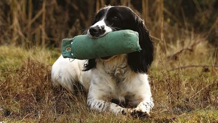 How to Train a Gun Dog? Beyond the Leash! - WeWantDogs