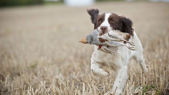 What Is a Gun Dog? Cracking the Code! - WeWantDogs