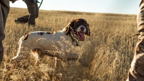 What Is a Gun Dog? Cracking the Code! - WeWantDogs