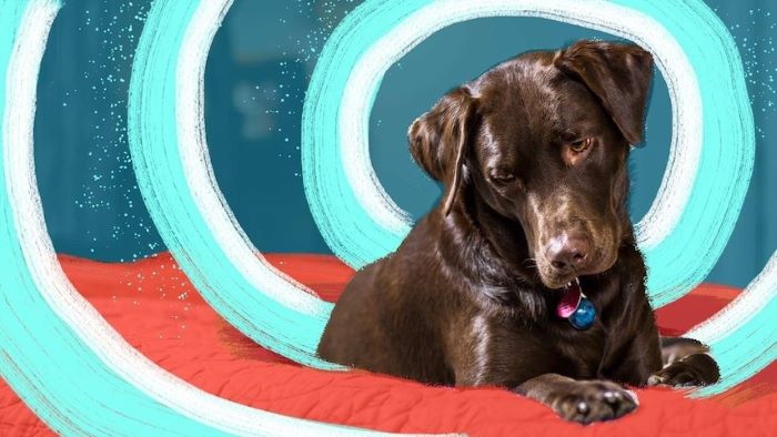 Why Is My Dog Acting Weird? Guide! - WeWantDogs