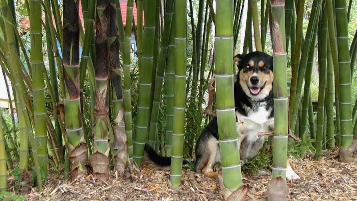 Is Bamboo Poisonous to Dogs? Understanding the Risk - WeWantDogs