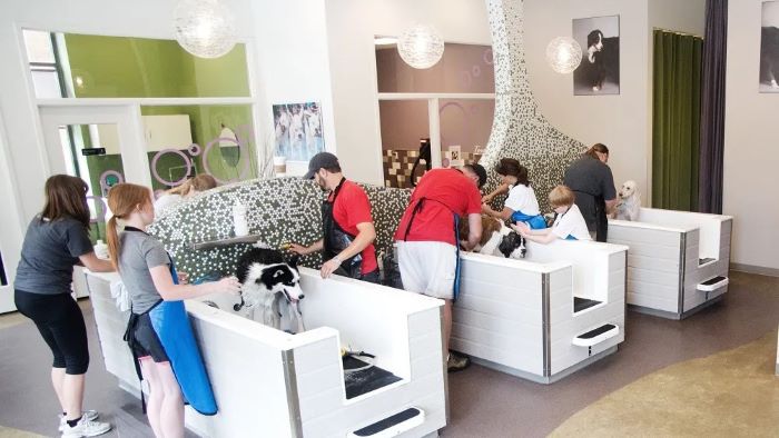 How To Start a Dog Grooming Business? Insights! - WeWantDogs