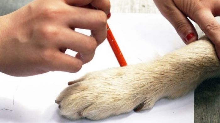 How to Measure Dog Paws for Boots? A Guide! - WeWantDogs