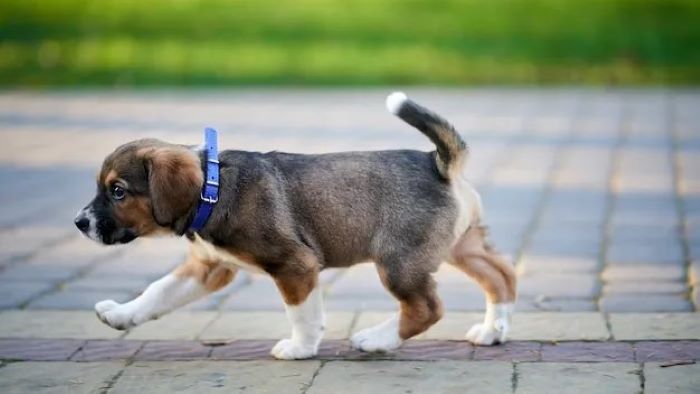 When Do Puppies Start Walking? Explained - WeWantDogs