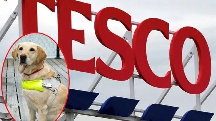 Are Dogs Allowed in Tesco? Canine Convenience - WeWantDogs